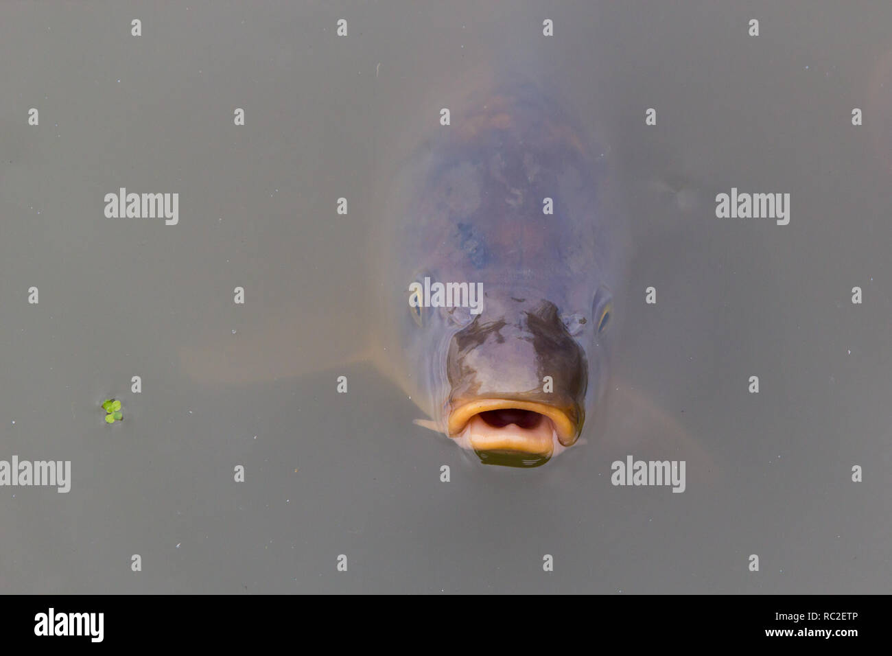 Gulping hi-res stock photography and images - Alamy