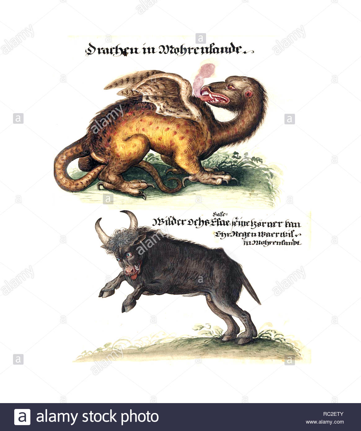 Medieval Bestiary High Resolution Stock Photography and Images - Alamy