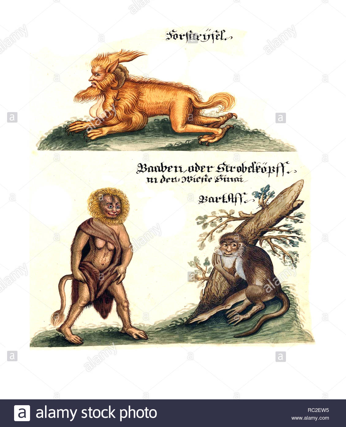 Medieval Bestiary High Resolution Stock Photography and Images - Alamy