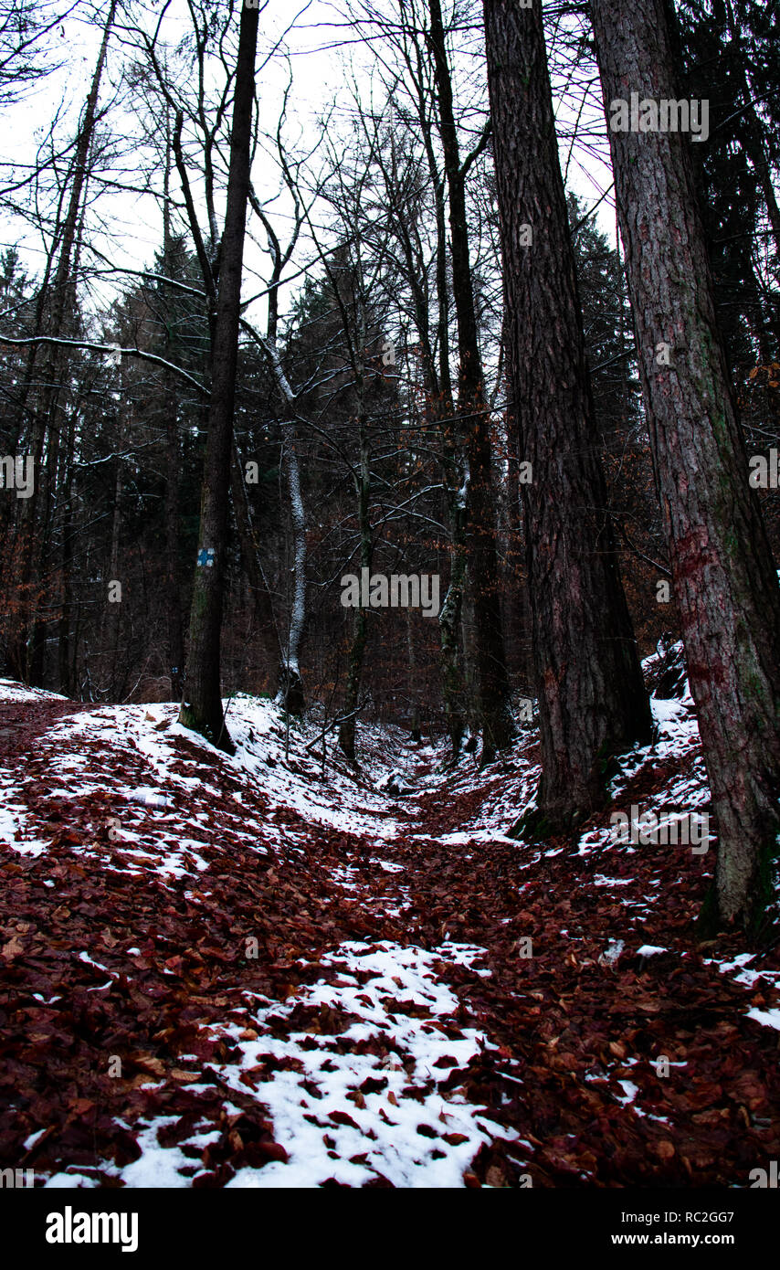 Scary forest hi-res stock photography and images - Alamy