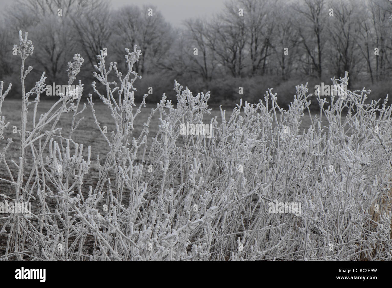 Frozen fog, the fog freezes on surface of environment when temperature ...