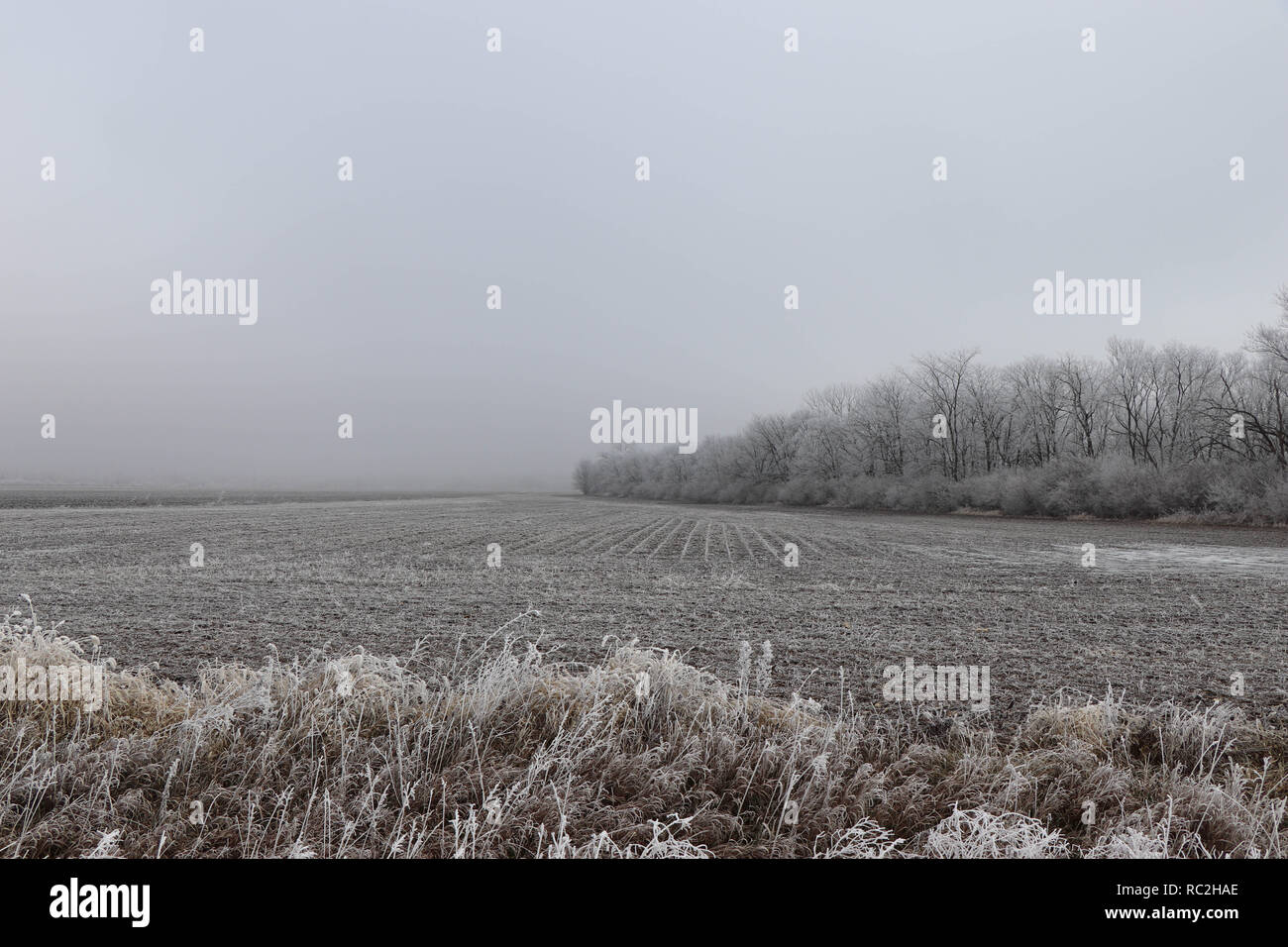 Frozen fog, the fog freezes on surface of environment when temperature ...