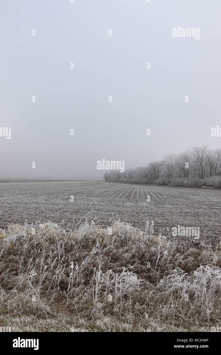 Frozen fog, the fog freezes on surface of environment when temperature ...