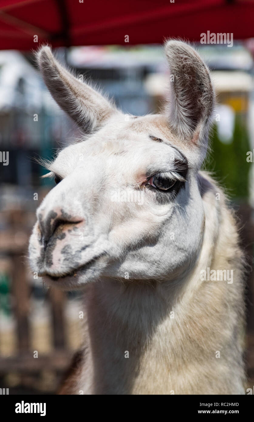 Close up portrait of a Lama at a petting zoo Stock Photo - Alamy