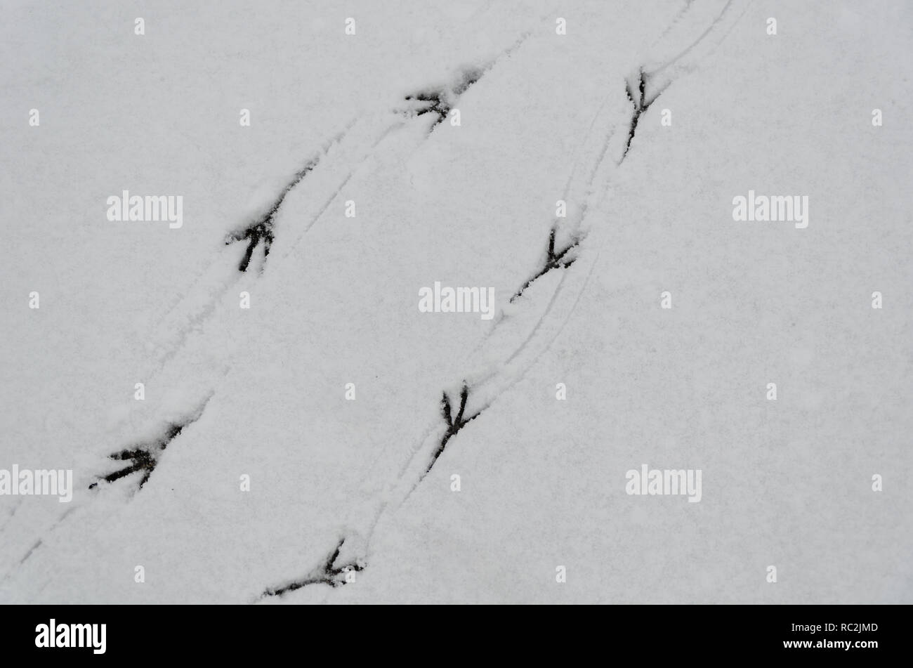 Pigeon footprints in snow hi-res stock photography and images - Alamy