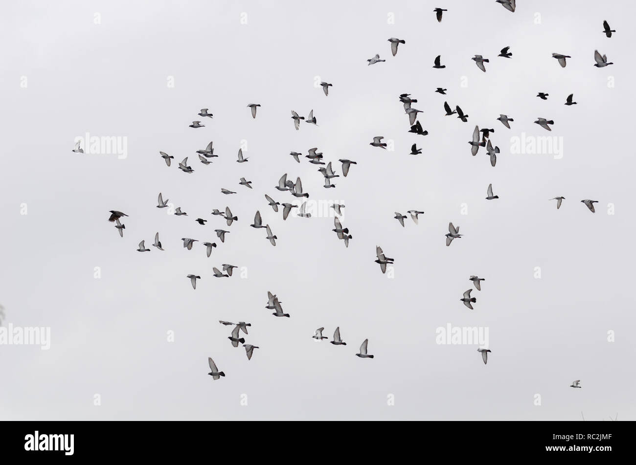 Large group of many pigeons flying together in the grey sky in winter ...