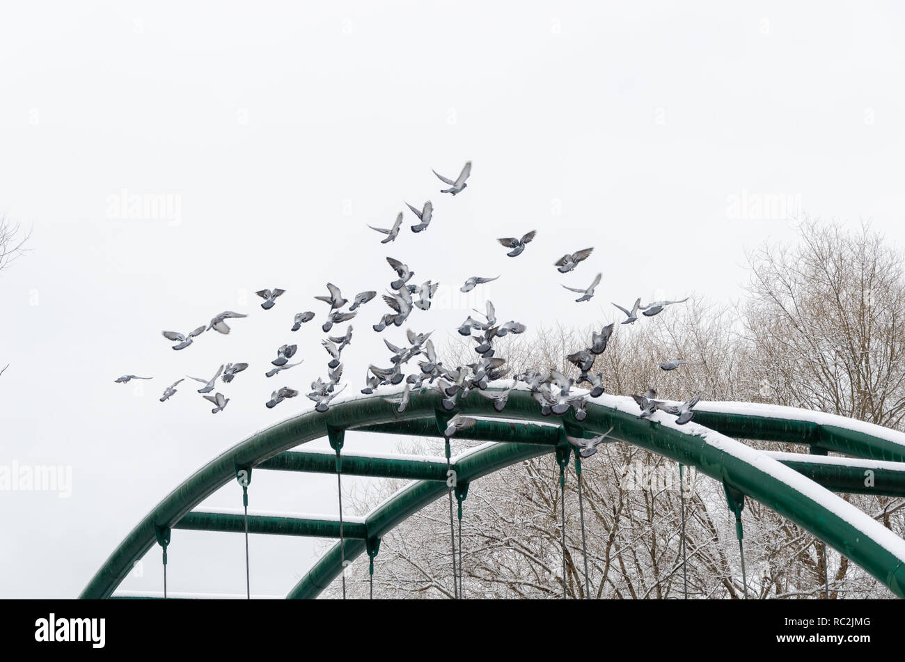 Large group of many pigeons are flying together and perching on the ...