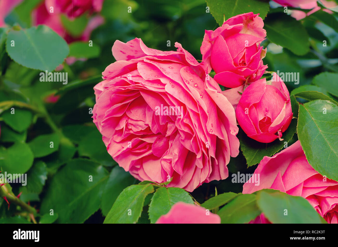 Pink roses garden Stock Photo - Alamy