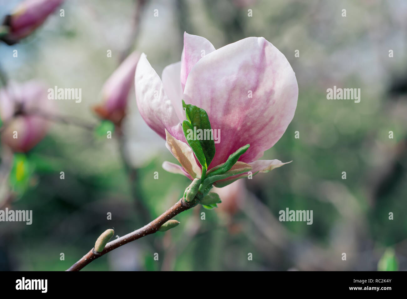 Magnolia spring flowers Stock Photo - Alamy