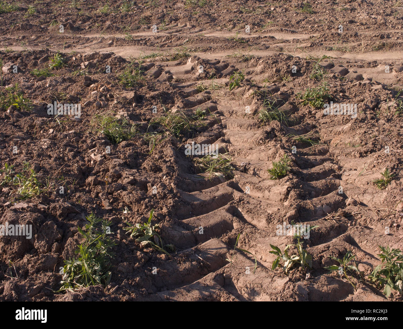 Closeup of tractor trace on a dry agriculture land with rare green ...