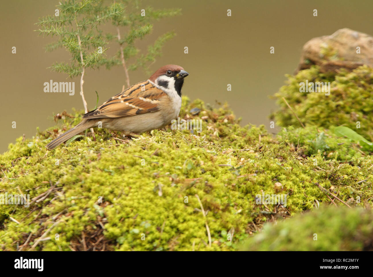 Female passer montanus hi-res stock photography and images - Alamy