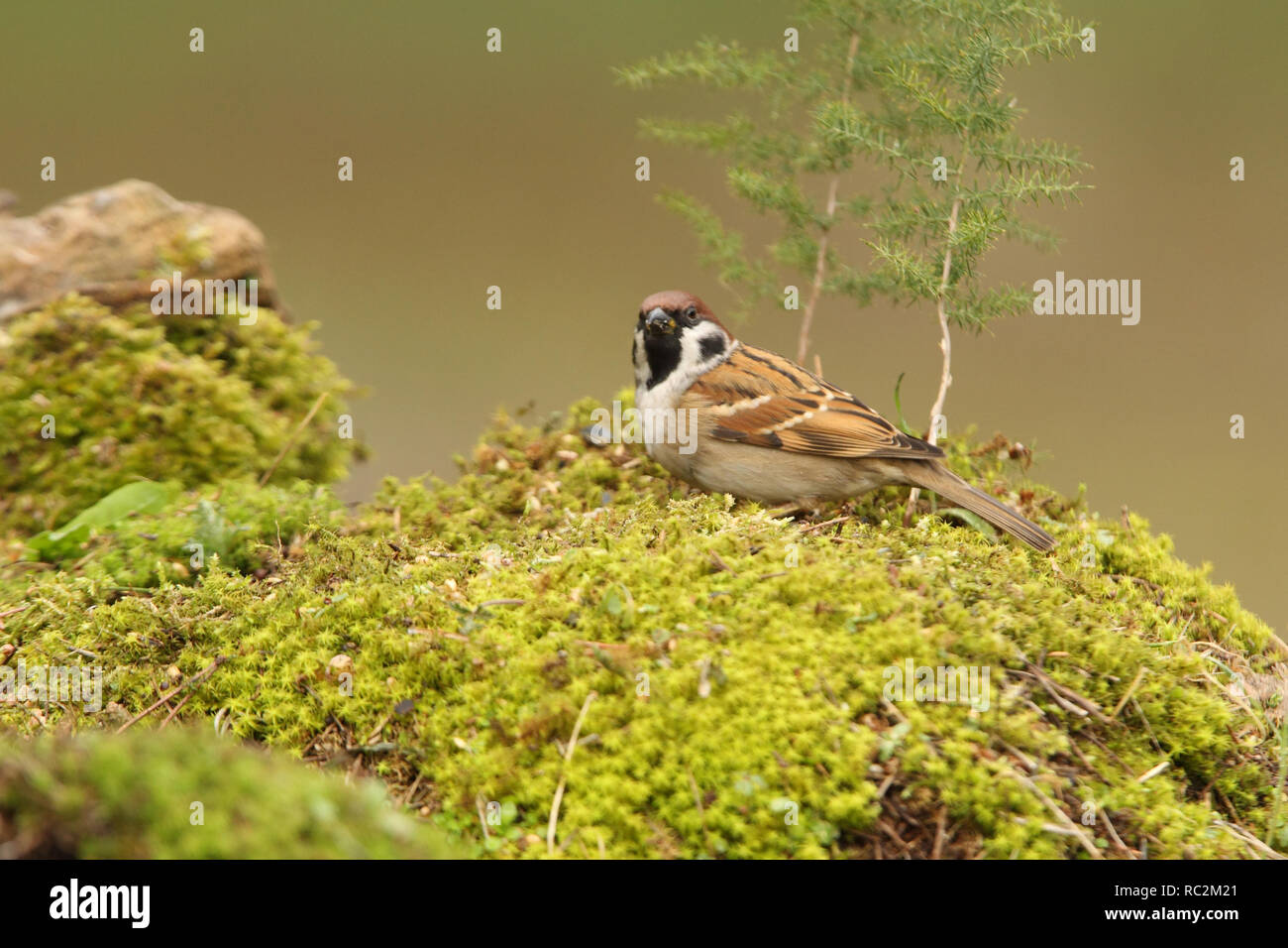 Tree sparrow female montanus hi-res stock photography and images - Alamy