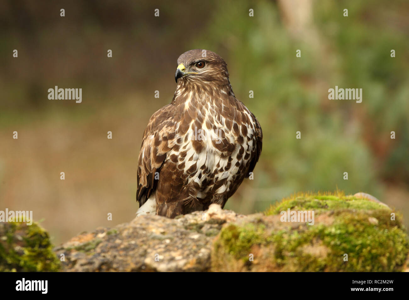 Buzzard photo hi-res stock photography and images - Alamy