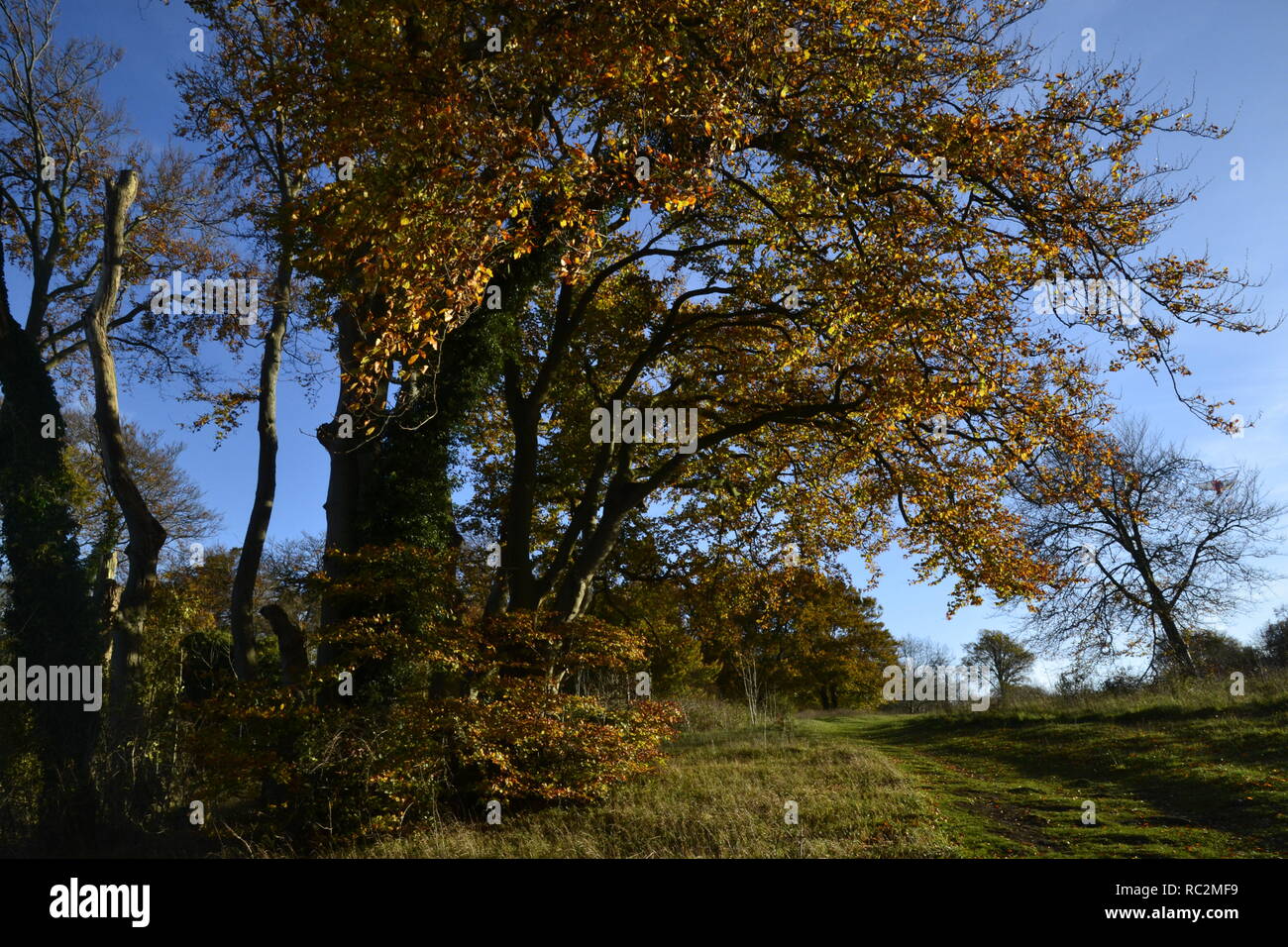 Princess risborough hi-res stock photography and images - Alamy