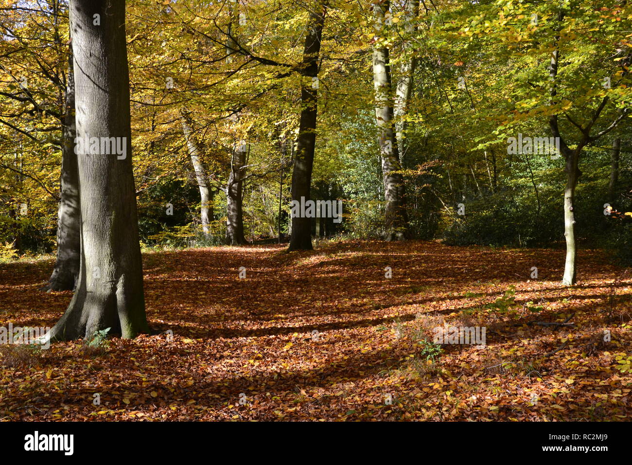 November woods uk hi-res stock photography and images - Alamy
