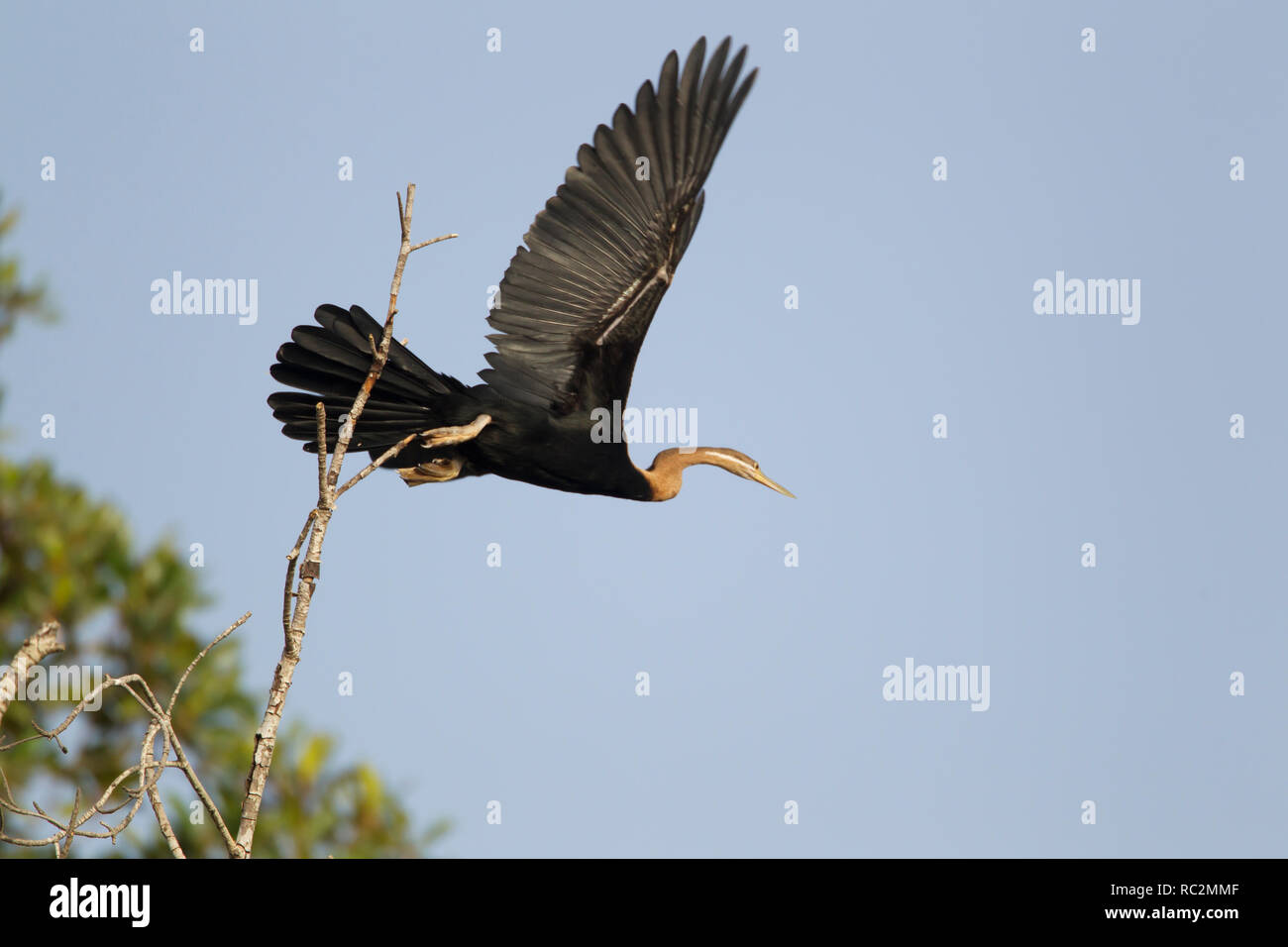 Sahara africa bird flight hi-res stock photography and images - Alamy