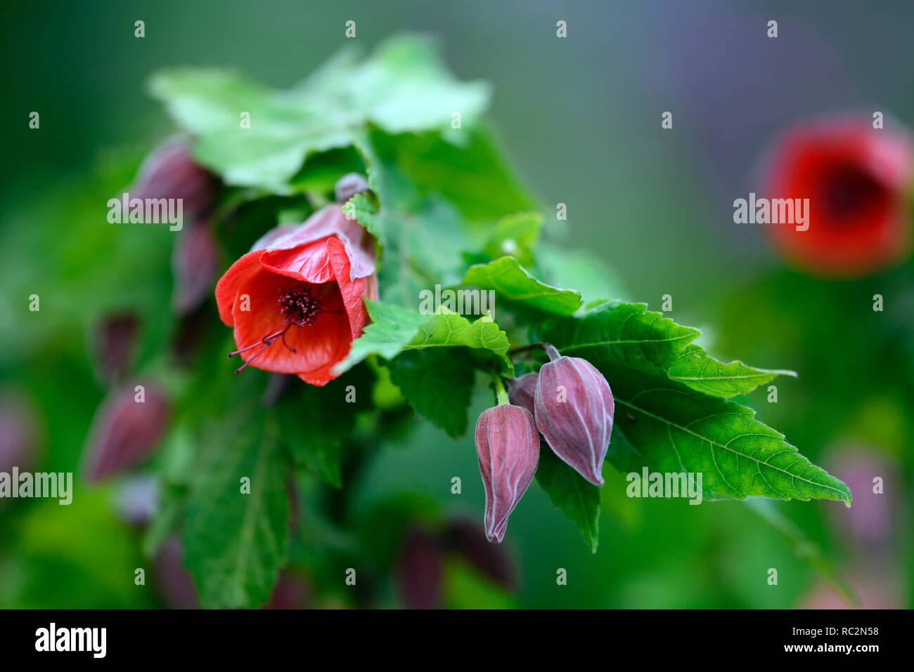 Abutilon x hybridum hi-res stock photography and images - Alamy