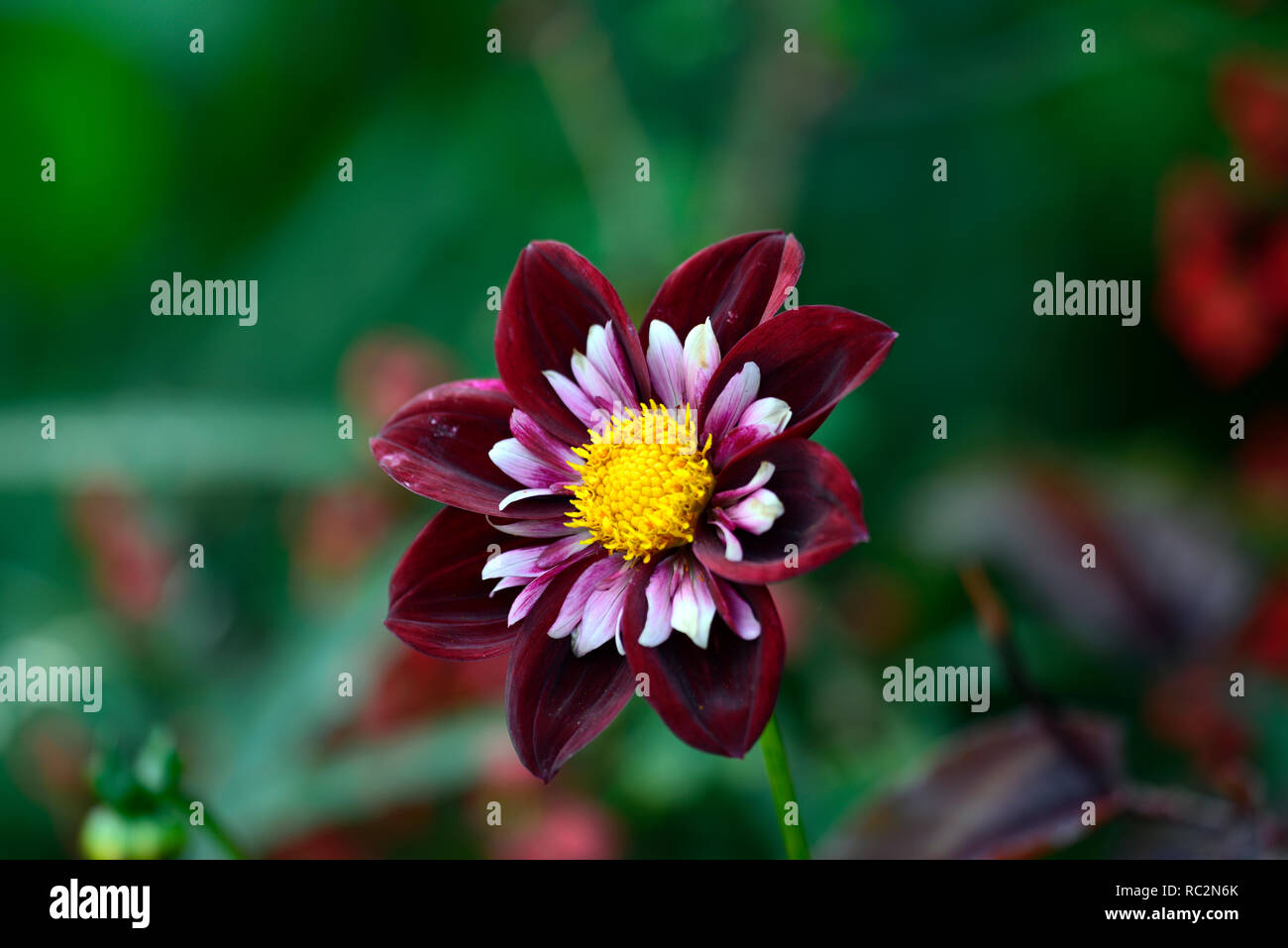 Dahlia Night Butterfly,collarette dahlias,purple cranberry white ...