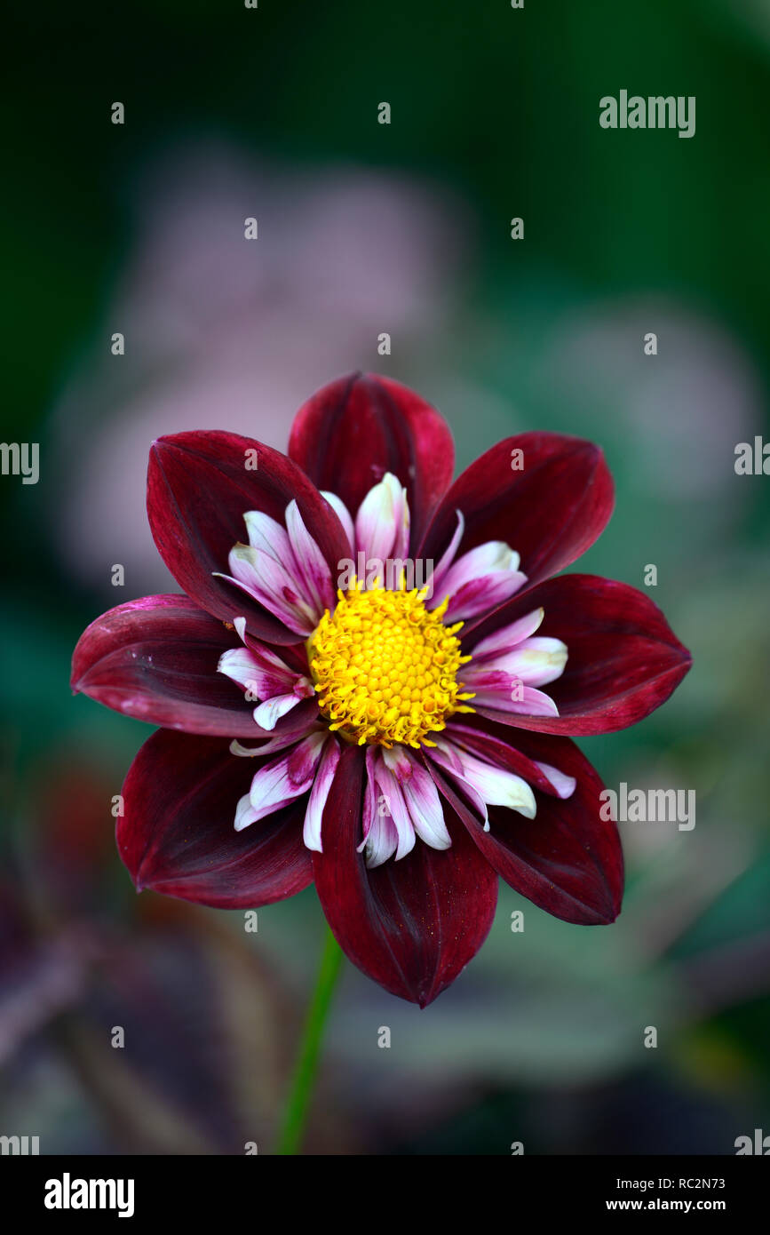 Dahlia Night Butterfly,collarette dahlias,purple cranberry white ...