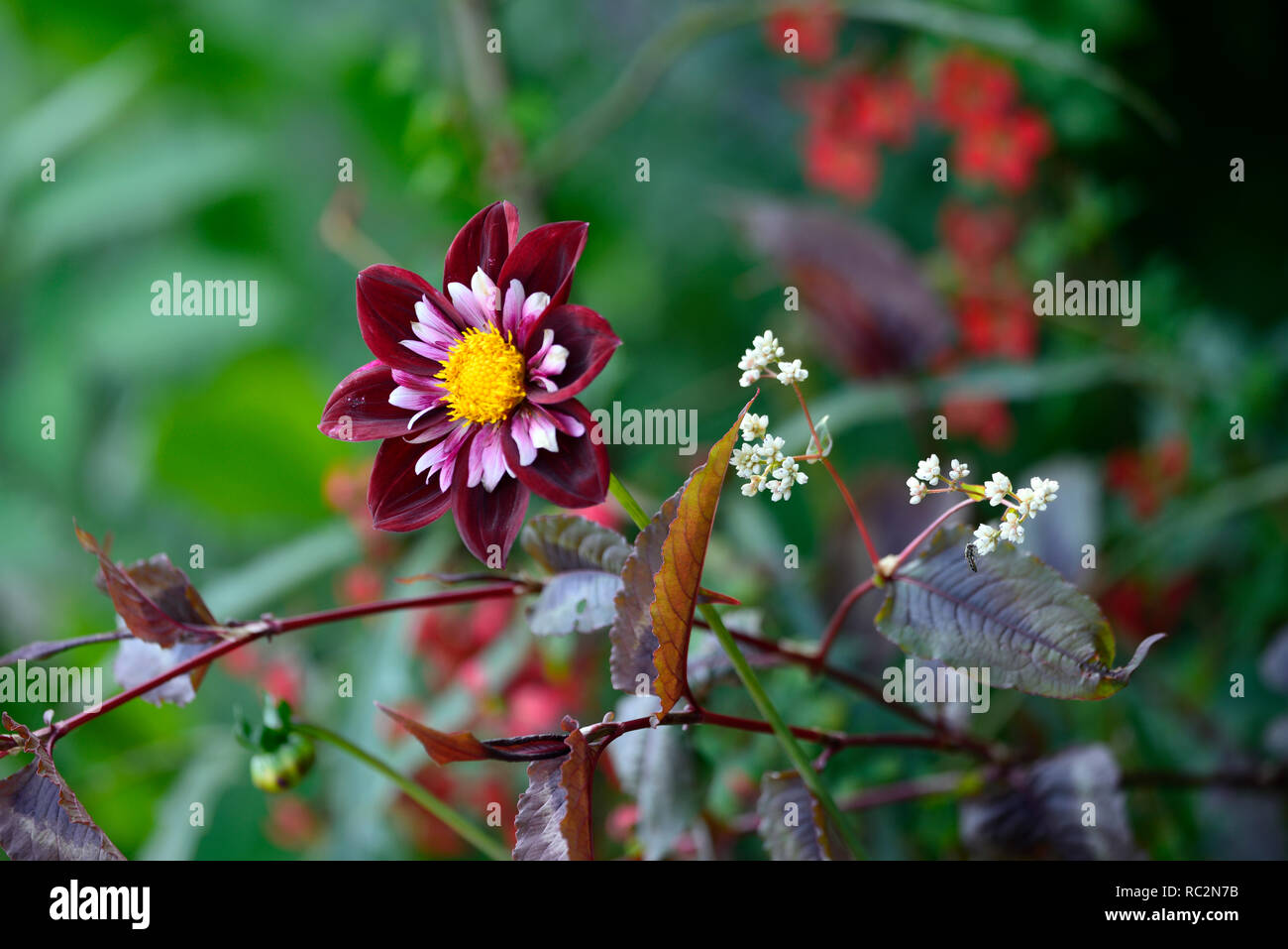 Dahlia Night Butterfly,collarette dahlias,purple cranberry white ...