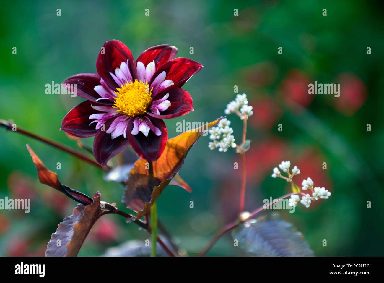 Dahlia Night Butterfly,collarette dahlias,purple cranberry white ...