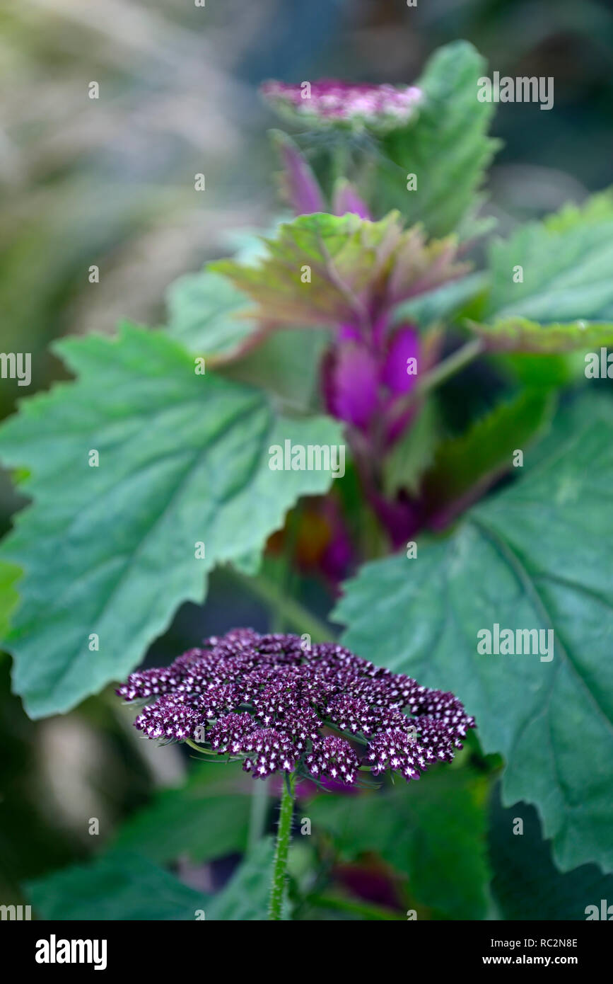 Daucus carota Purple Kisses,umbellifer,False Queen Anne's Lace,Wild ...
