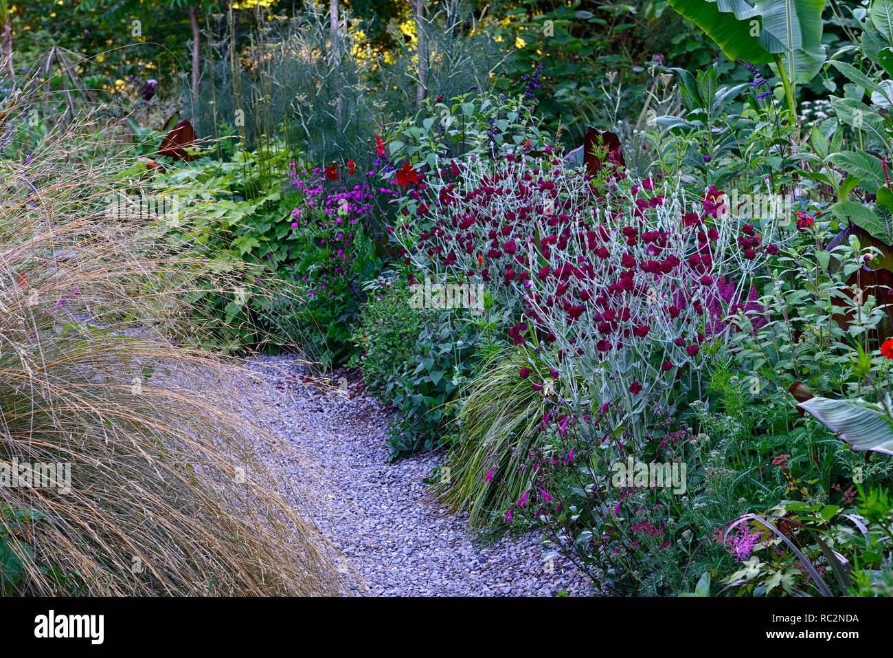 Rose campion gardeners world hi-res stock photography and images - Alamy