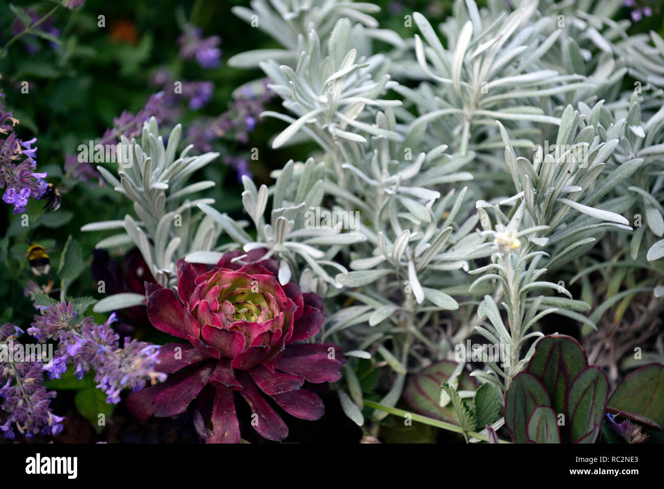 aeonium garnet,artemisia,silve,leaves,foliage,mix,mixed,combination ...
