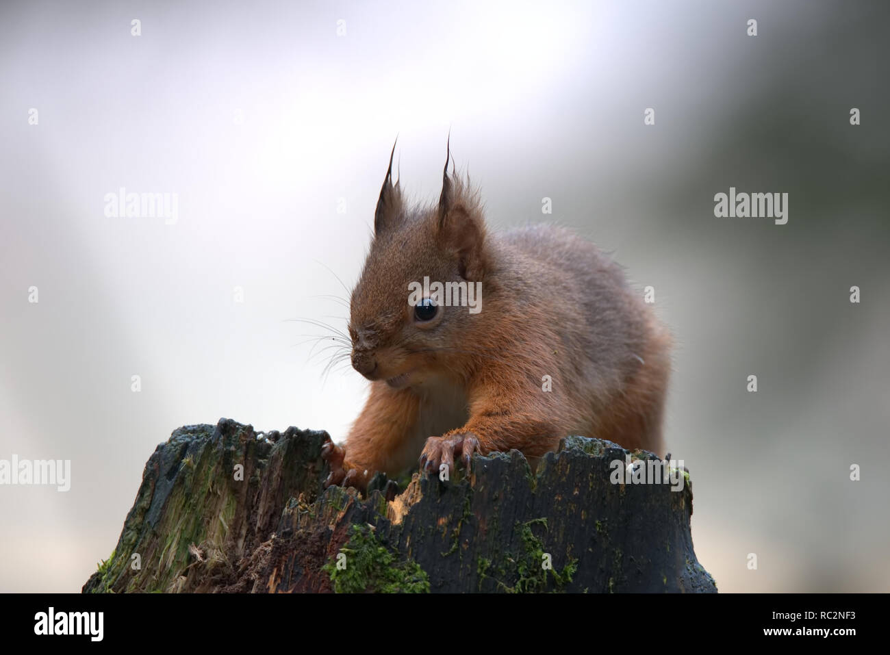 Tufty red squirrel ears hi-res stock photography and images - Alamy