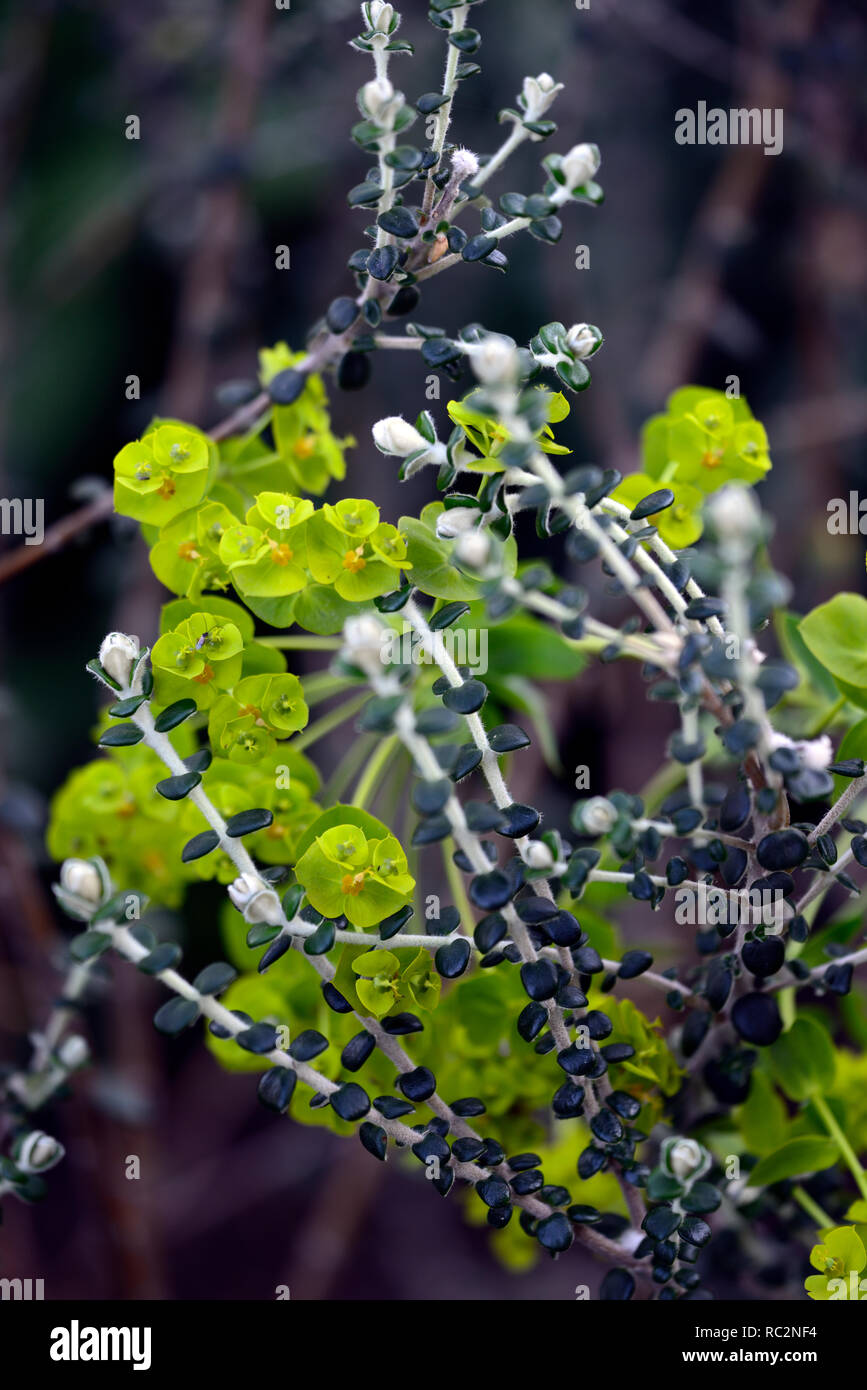 Pimelea drupacea hi-res stock photography and images - Alamy