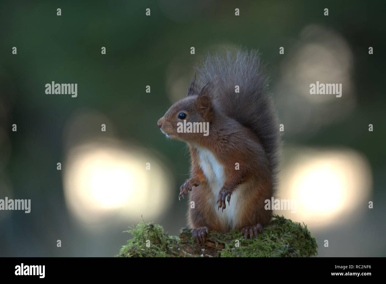 Tufty red squirrel ears hi-res stock photography and images - Alamy