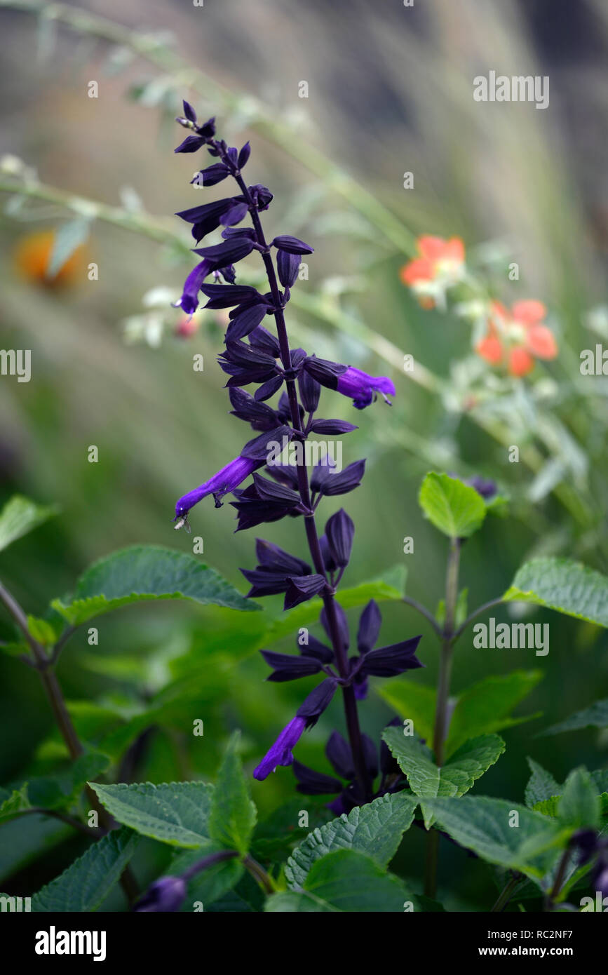 salvia amistad,purple,sage,sages,flower,flowers,flowering,tender ...