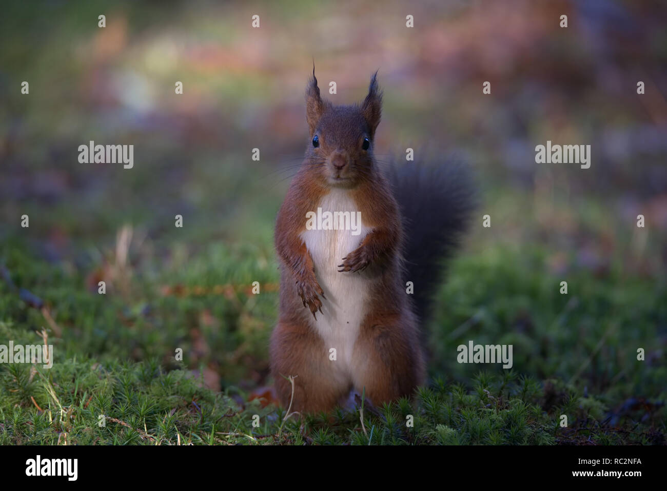 Tufty red squirrel ears hi-res stock photography and images - Alamy