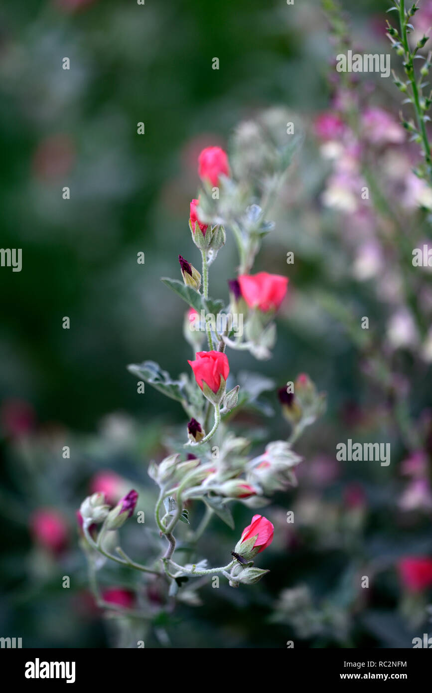Sphaeralcea newleaze coral,Linaria dial park,Toadflax,mauve pink ...