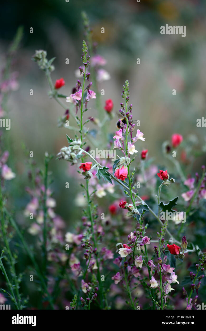 Sphaeralcea newleaze coral,Linaria dial park,Toadflax,mauve pink ...