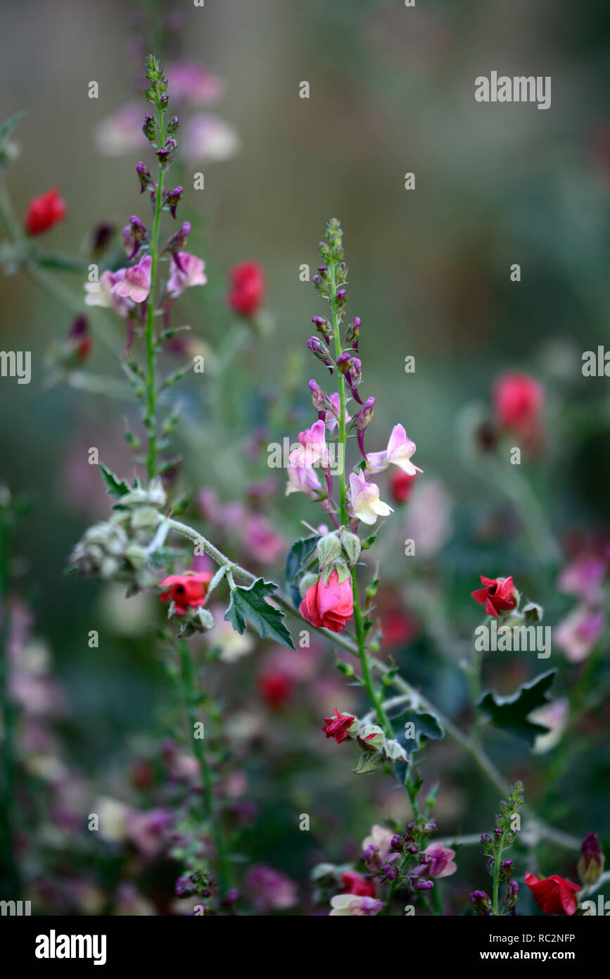 Sphaeralcea newleaze coral,Linaria dial park,Toadflax,mauve pink ...