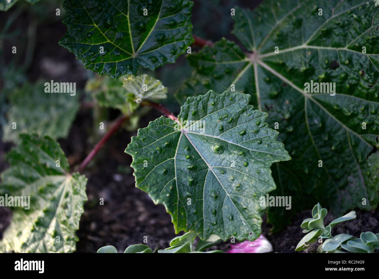 Kalmia latifolia,mountain laurel,calico-bush,spoonwood,pink flowers,RM ...