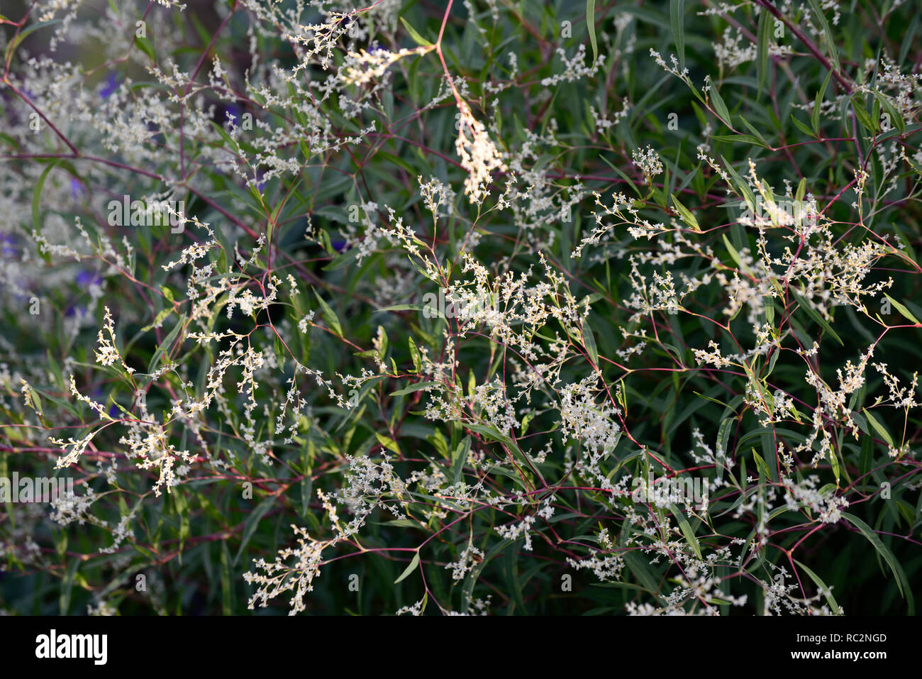 Persicaria campanulata,red stemmed,red stem,flowering,perennial,white ...