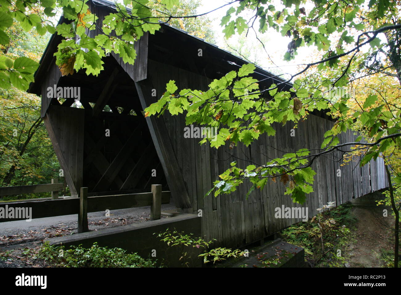 Leafy woodland hi-res stock photography and images - Alamy