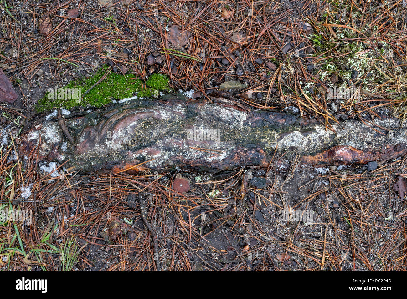 The root of a tree rooted in a forest path. Old pine tree roots. Season ...