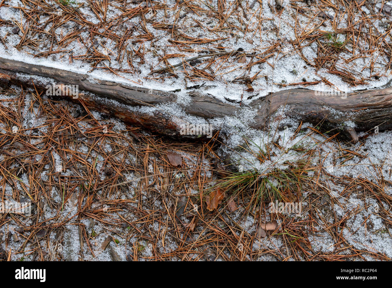 The root of a tree rooted in a forest path. Old pine tree roots. Season ...