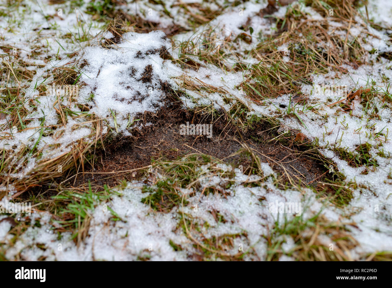 Traces of wild boar on a forest road. The place where the pack of wild ...