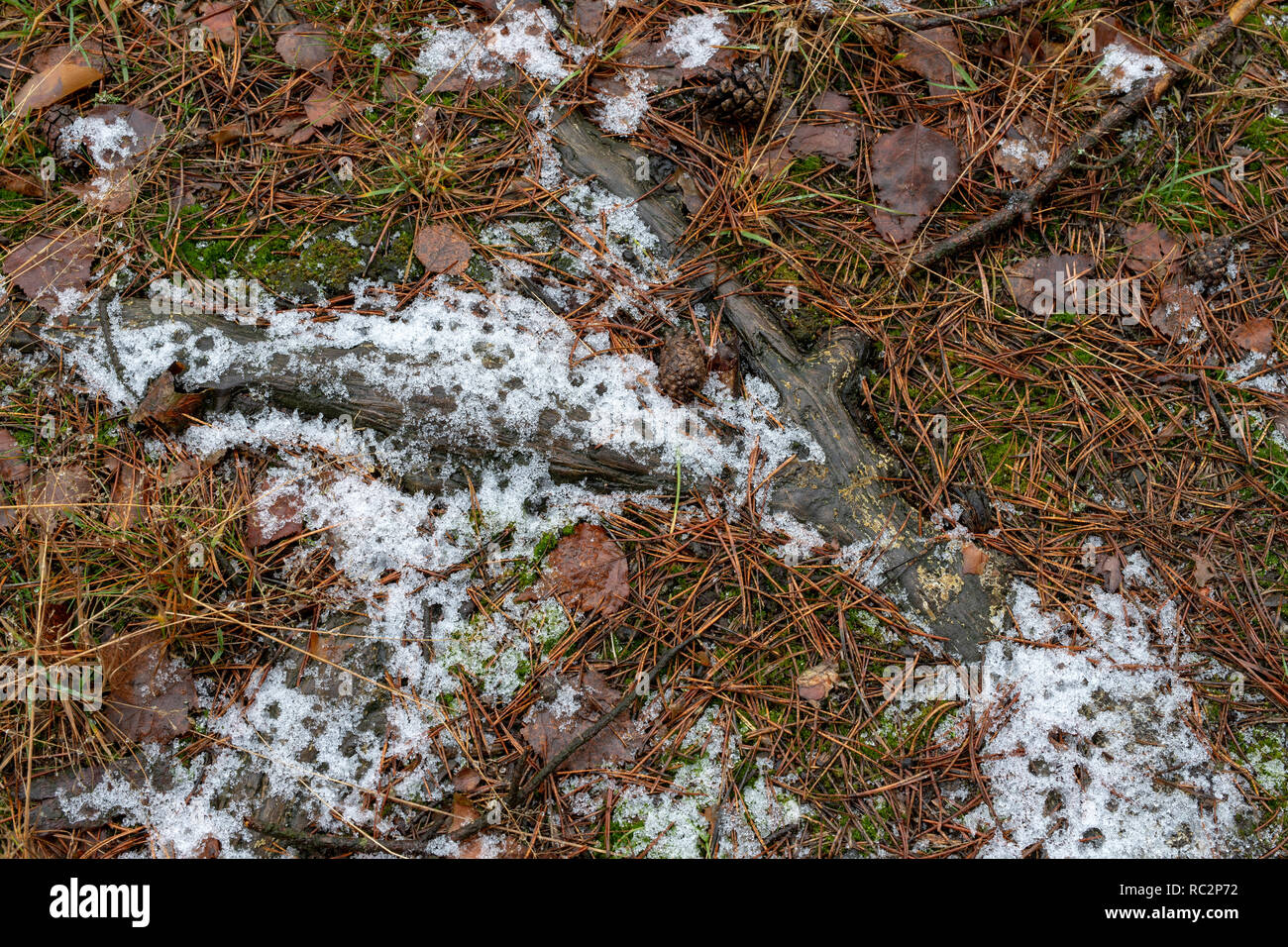 The root of a tree rooted in a forest path. Old pine tree roots. Season ...