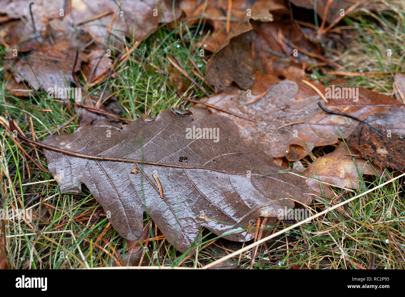 Wet leaf on a forest path. A forest road covered with leaves from ...