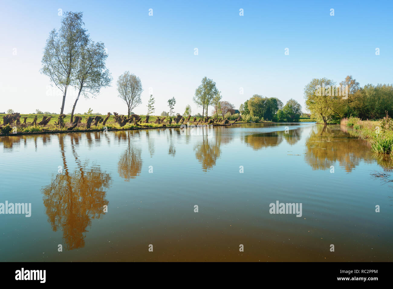 Group of willows hi-res stock photography and images - Alamy