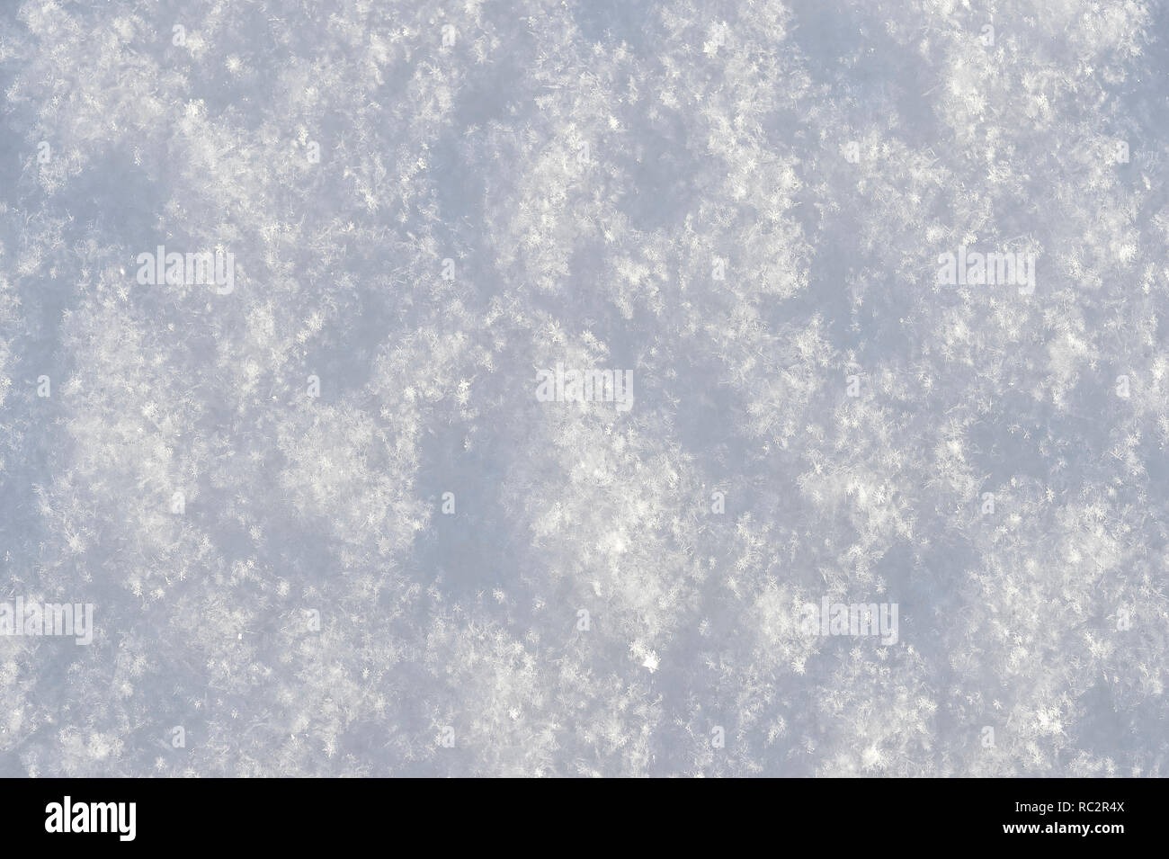 Fluffy fresh snow in the visible distinction of many snowflakes Stock ...