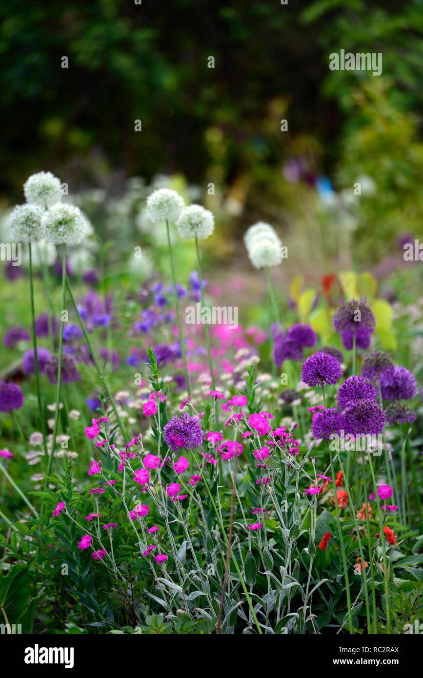 Allium Purple Sensation,Allium Mount Everest,Lychnis coronaria Hills ...