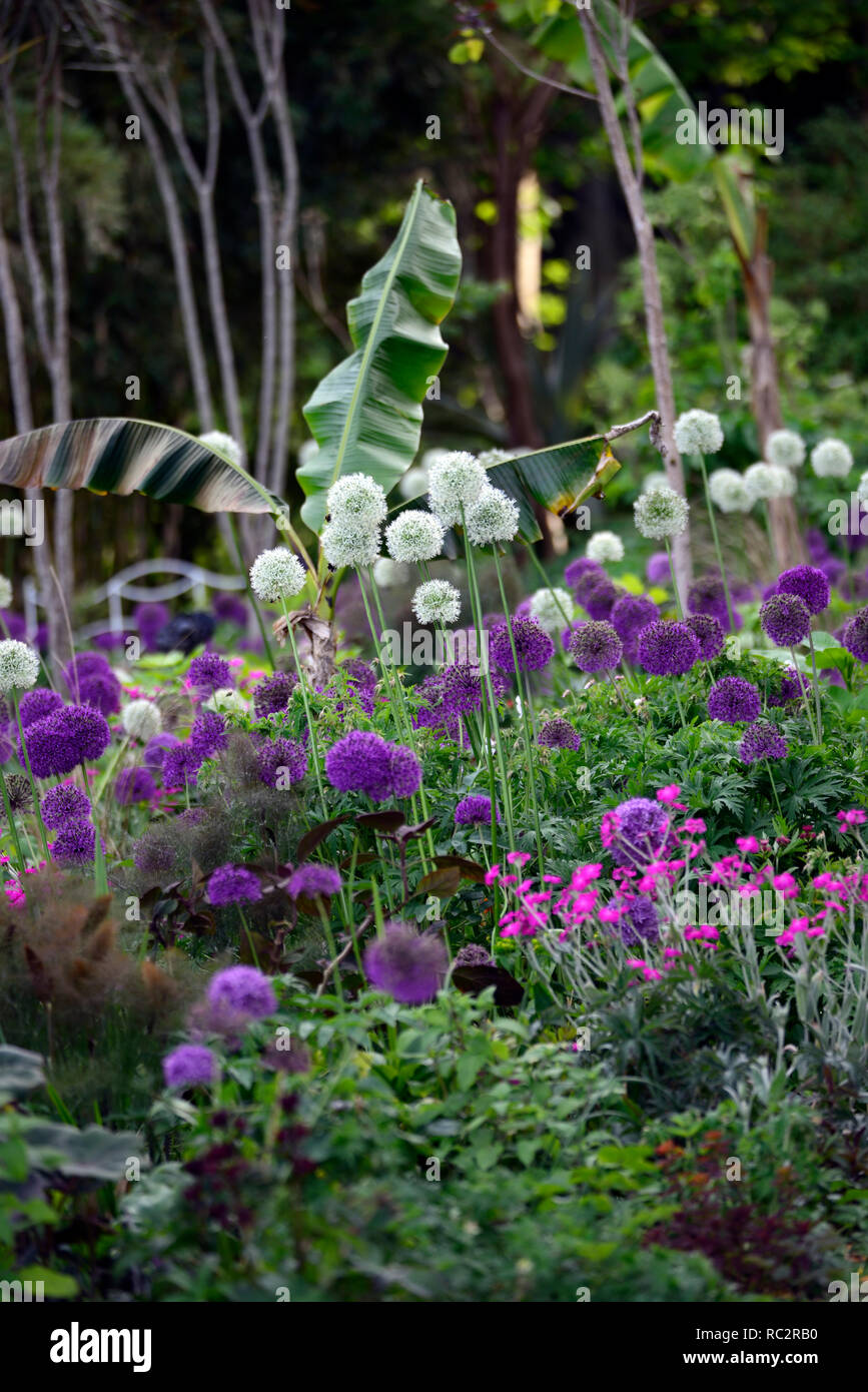 Allium Purple Sensation,Allium Mount Everest,Lychnis coronaria Hills ...