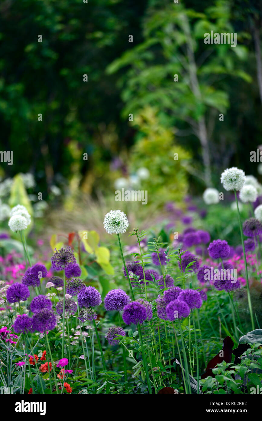 Allium Purple Sensation,Allium Mount Everest,Lychnis coronaria Hills ...