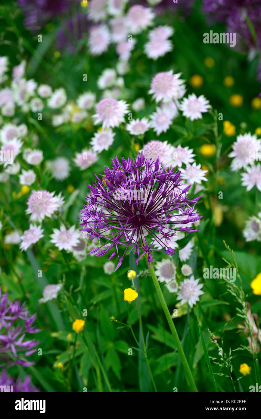 Astrantia Bo Ann,Allium Purple Rain,Buttercups,Wildflower meadow,yellow ...